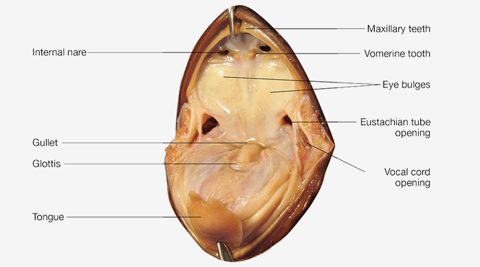 What Are Maxillary Teeth On A Frog TeethWalls What Are Maxillary Teeth On A Frog TeethWalls
